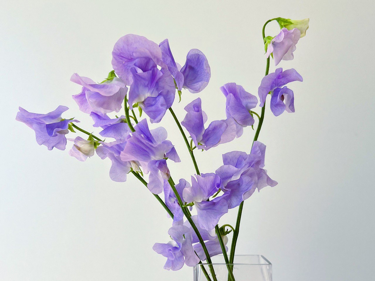 Secret Garden ｜Sweet Peas – Secret Garden Flower Design